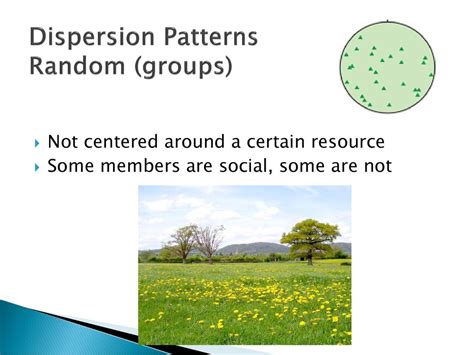 Population Dynamics Chapter 4 Ppt Download