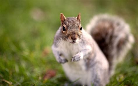 Squirrel 15 Wallpics Net Wallpapers Photos Pictures Backgrounds
