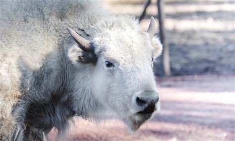 The Inspiring Tale Of White Bison And The Wellbriety Movement