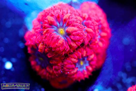 Superman Blasto Merletti Aqua Vault