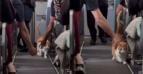 Video Of Cat Roaming In The Aisle Of Flight Leaves Internet In Awe