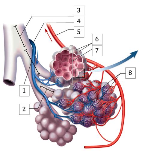 Ap2 Study Set Alveoli And Respiratory System Terms Flashcards Quizlet
