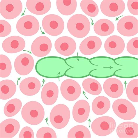 Lymphatic Flow 1 Photograph By Pikovit Science Photo Library