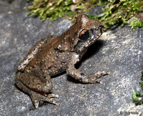 Coastal Tailed Frog Ascaphus Truei Tailed Frog Frog Frog And Toad