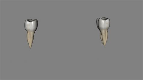 Premium Photo The Mandibular Second Molar Resembles The Mandibular First Permanent Molar