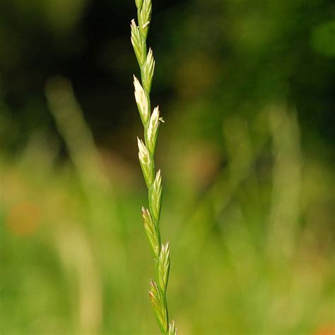 Perennial Rye Grass Seeds Lolium Perenne American Meadows