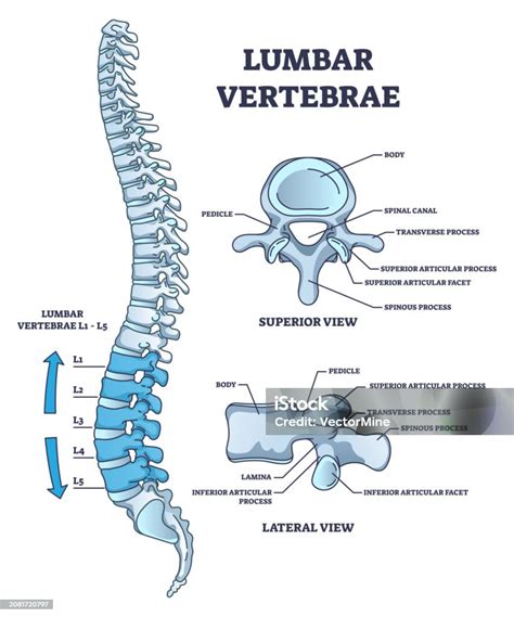 Lumbar Vertebrae Part Of Spine And Anatomical Structure Outline Diagram