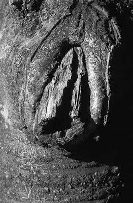 Curious Funny Photos Pictures Sexy Trees 28 Pics Curious Funny Photos Pictures Sexy Trees 28 Pics