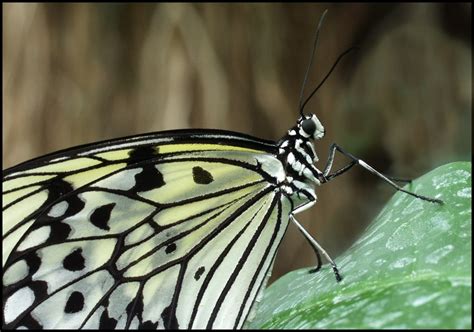 Tree Nymph By Cameraman Ephotozine