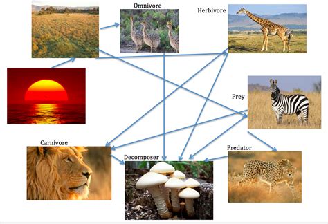 Giraffes Food Chain Giraffe Facts Information Habitat Species