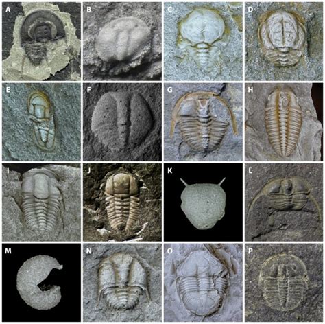 Patterns In Palaeontology The Development Of Trilobites