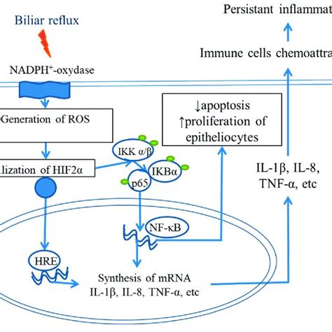 Nf κb Signaling Pathway In The Pathogenesis Of Reflux Esophagitis And