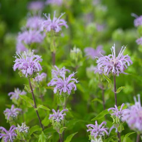 Wild Bergamot Bee Balm For The Butterflies