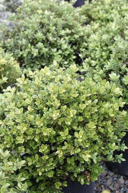 Pittosporum Tenuifolium Harley Botanica