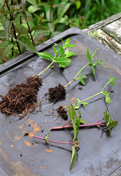 Mint Growing Care And Propagation Kotona Living