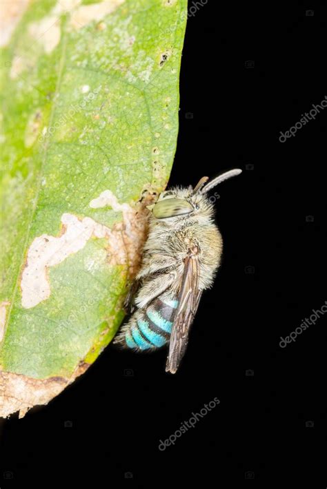 Lateral Of Blue Banded Bee Amegilla Cingulata Satara Maharashtra