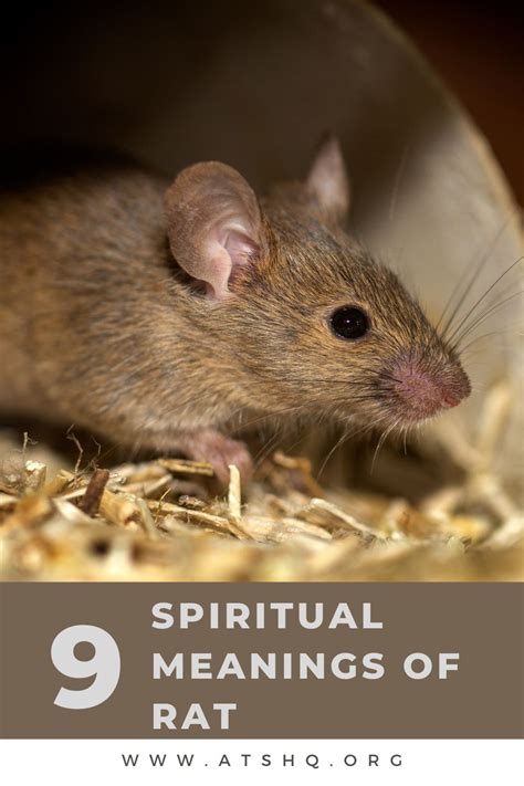 Rat Symbolism 9 Spiritual Meanings Of Rat