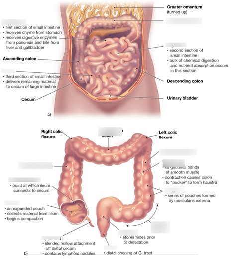Small And Large Intestine Diagram Quizlet