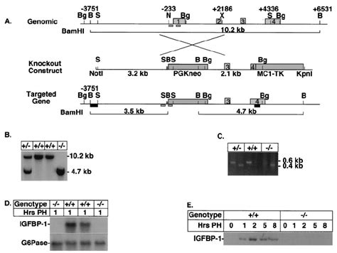 Targeted Disruption Of The Murine Igfbp 1 Gene In Es Cells A