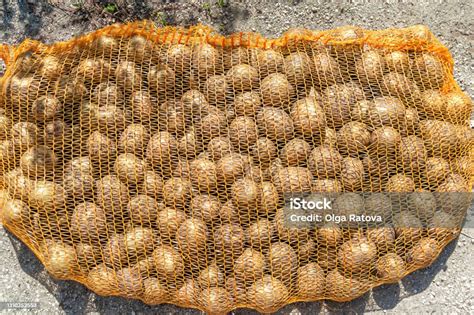 메쉬 백에 어린 감자를 생 봄에 심기위한 생감자와 더러운 감자 가방 감자는 수확 후 봉지됩니다 감자 요리에 대한 스톡 사진 및 기타 이미지 Istock