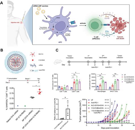 Mrna‐based Cancer Vaccines A Schematic Illustration Of The Mrna‐lnp Download Scientific