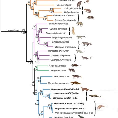 phylogenetic tree obtained from bayesian analyses of the combined