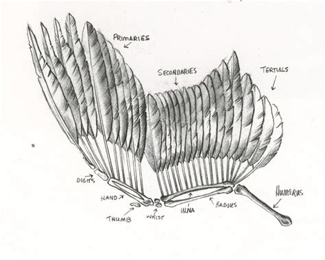 Bird Anatomy Drawing