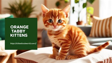 Orange Tabby Cat Amazing Facts Care And Personality Guide