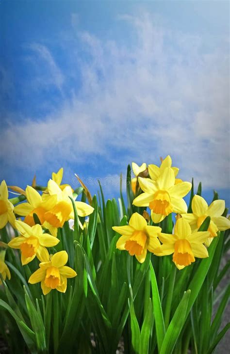 Daffodils And Blue Sky Background With Copy Space Spring Concept Easter Floral Background