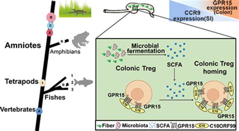 Gpr15c10orf99 Functional Pairing Initiates Colonic Treg Homing In