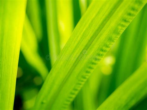 Abstract Of The Fan Iris Leaves Stock Image Image Of Decorative Fresh 258259449
