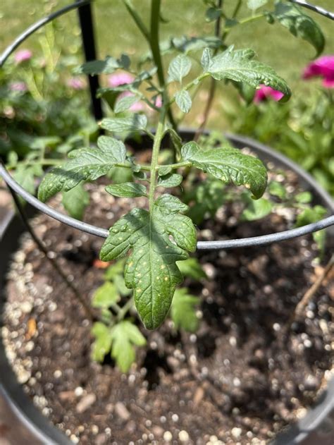 What Are These Yellow Specks On My Tomato Leaves Rgardening