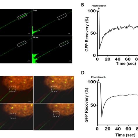 Visualizing Intercellular Transport Of Mobile Kras Using Fluorescence Download Scientific