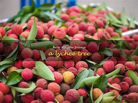 The Essential Guide To Pruning Lychee Trees Shuncy