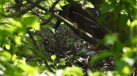 Green Heron On Nest Two Eggs 52624 Youtube
