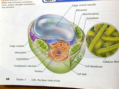 7th Grade Life Science Cells Seventh Graders Explore The Wonders Of