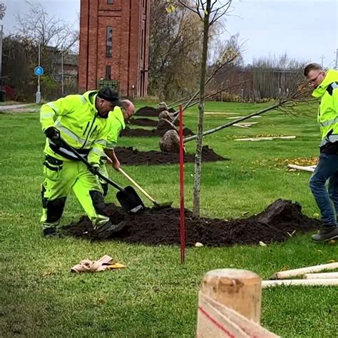 Skugga Och Suga Vatten Så Ska 150 Nya Träd Hjälpa Hallstahammar När Extremväder Slår Till