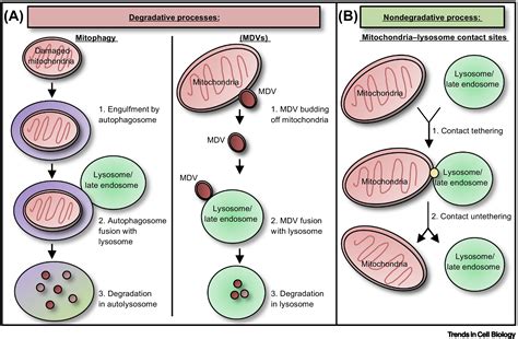 Regulation And Function Of Mitochondrialysosome Membrane Contact Sites