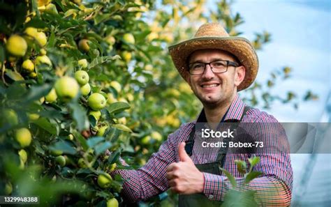 과수원 과수원에서 사과를 확인하는 농부 취미와 여가 농업 개념 25 29세에 대한 스톡 사진 및 기타 이미지 25 29세 가을 과수원 Istock
