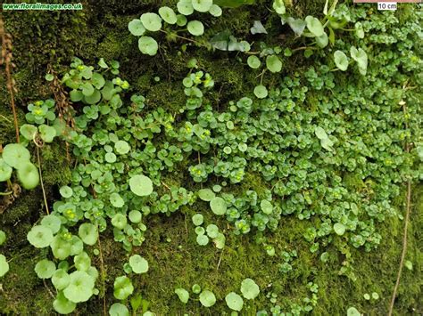 Chrysosplenium Oppositifolium And Umbilicus Rupestris Picture 1 Of 1
