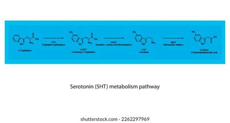 Melatonin Biosynthesis Pathway Via 5ht Serotonin Stock Vector Royalty Free 2262297963