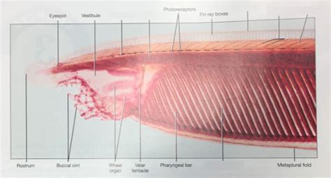 Chordate 1 Diagram Quizlet