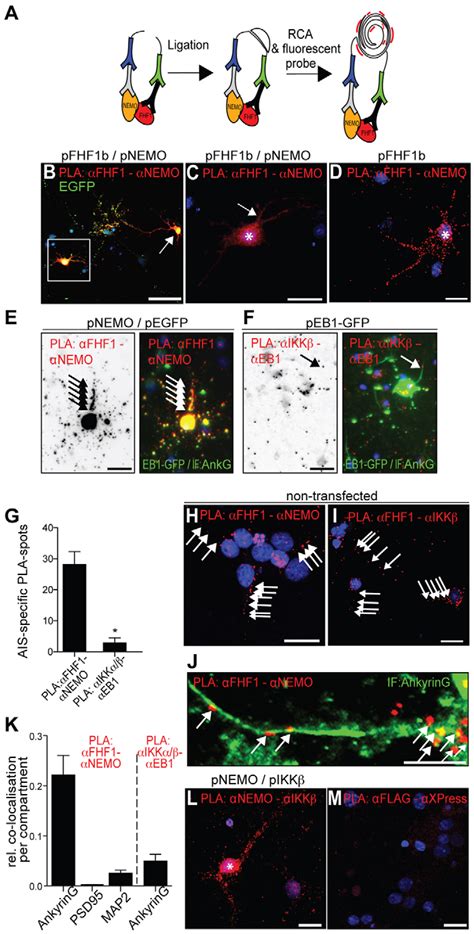 In Situ Proximity Ligation Assay Pla Reveals Fhf1ikk Complex Download Scientific Diagram