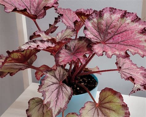 Propagating Rex Begonia The Ultimate Guide 👶