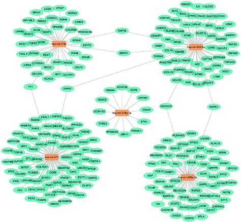 Mirna Network Based On The Mirnas In The Prediction Model Download Scientific Diagram