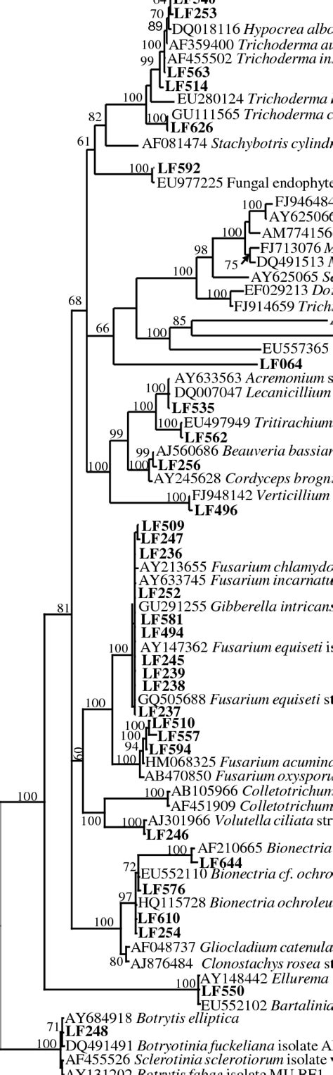 phylogenetic consensus tree based on its1 5 8s its2 gene sequences