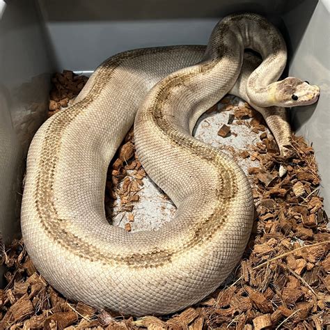 Rtb Champagne Ball Python By Reagan Renee Royal Pythons Morphmarket