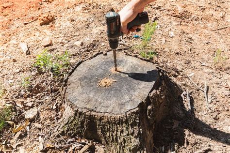 How To Kill A Tree Stump Different Ways