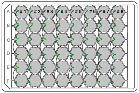 Adaptive Laboratory Evolution Of Pseudomonas Putida In The Robolector