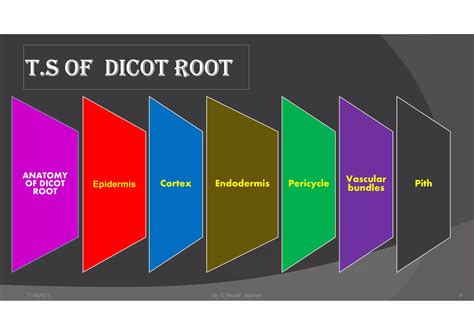 Ts Dicot Root Pdf